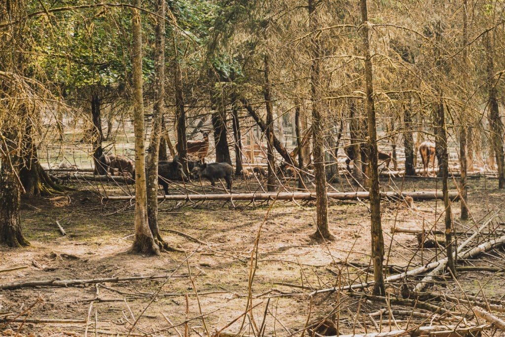 Dormir dans une yourte en Ardenne avec Nomadsland