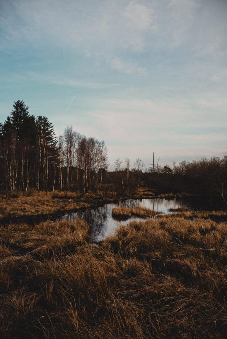 Balade à la Baraque Fraiture : la promenade de la Fagne Sacrawé